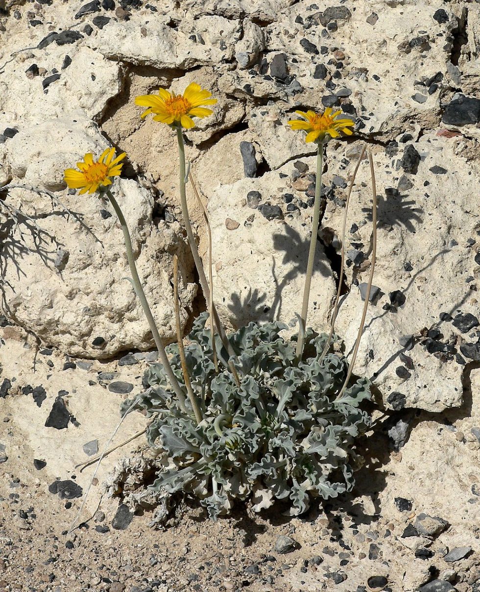 What Plants Live in the Desert? | Nevada Desert Plants