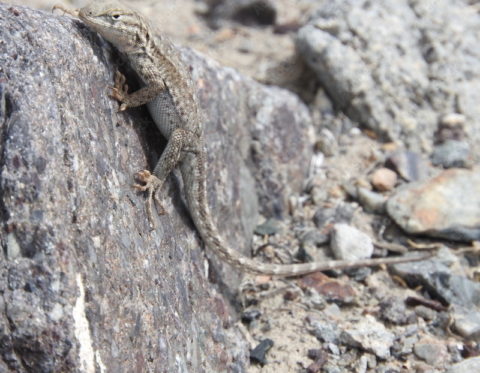 Lizards of Southern Nevada | Southern Nevada Lizard Species